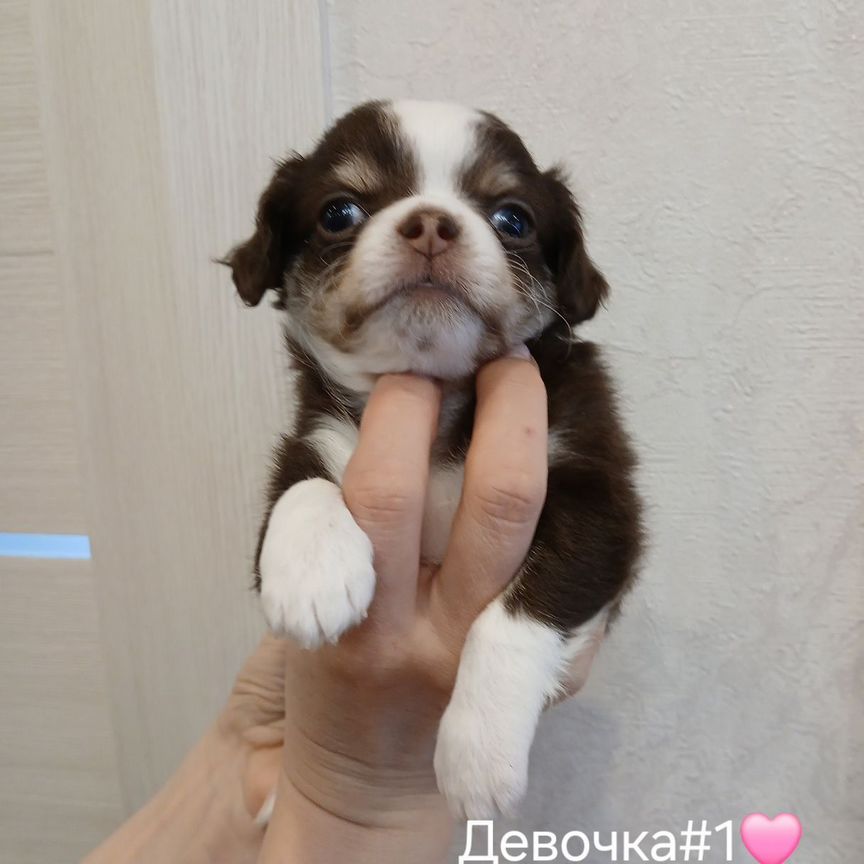 Чихуахуа Щенки РКФ