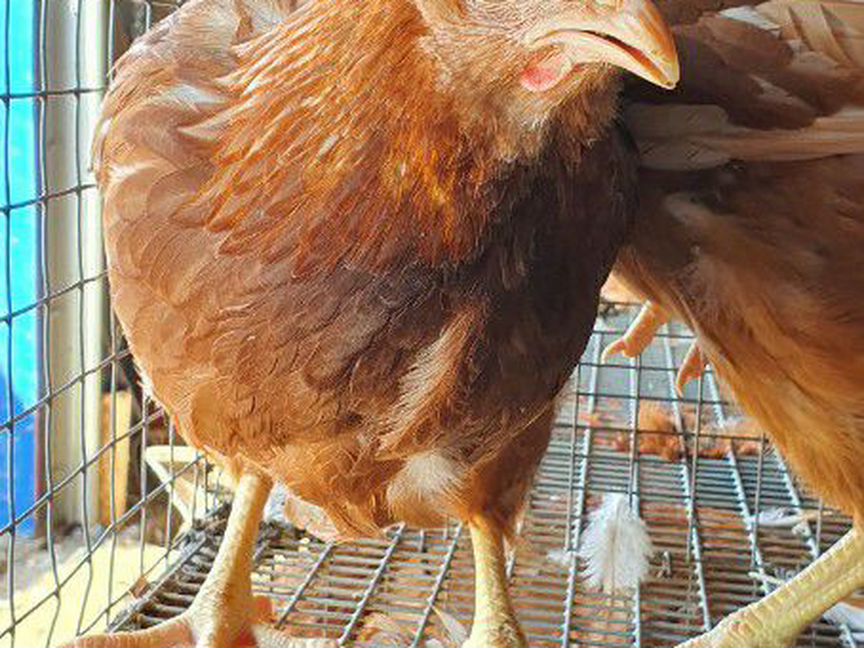 Супер Ник, Браун Ник, Коралл Ник