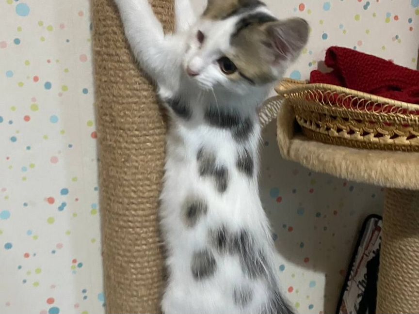 Котенок Лексус в добрые руки бесплатно
