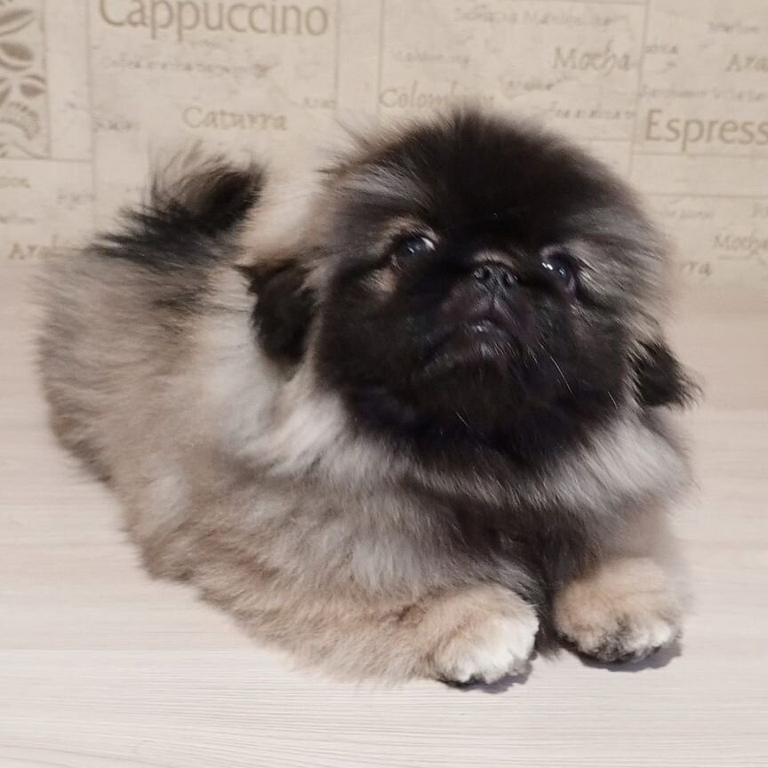 Щенки пекинеса