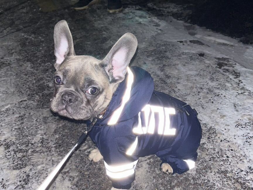 Зимний костюм для собак