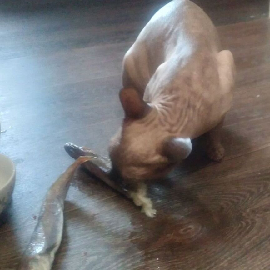 Кот сфинкс в добрые руки