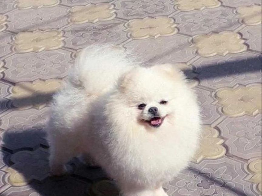 Порода шпиц