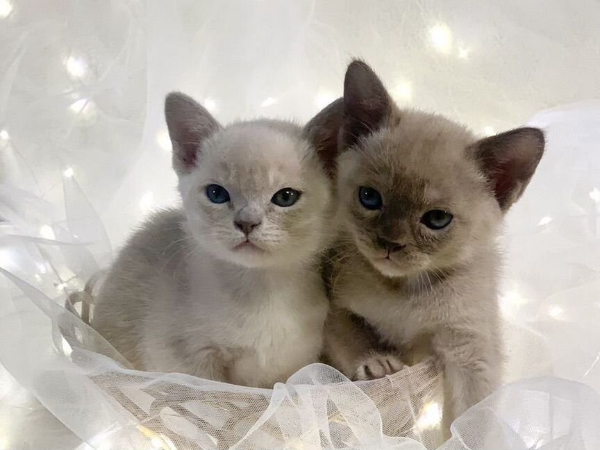 Бурманские котята