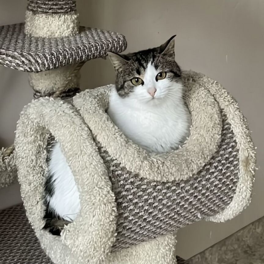 Взрослая кошка в добрые руки