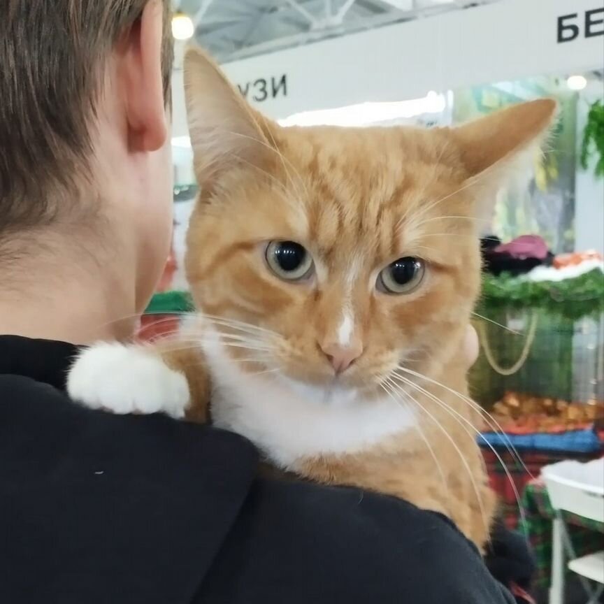 Ласковый Абрикос ищет дом и любящих хозяев