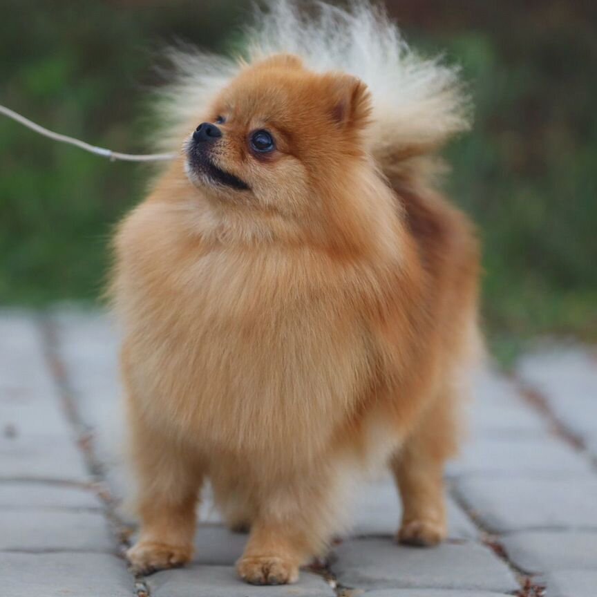 Померанский шпиц мини, взрослая сука РКФ