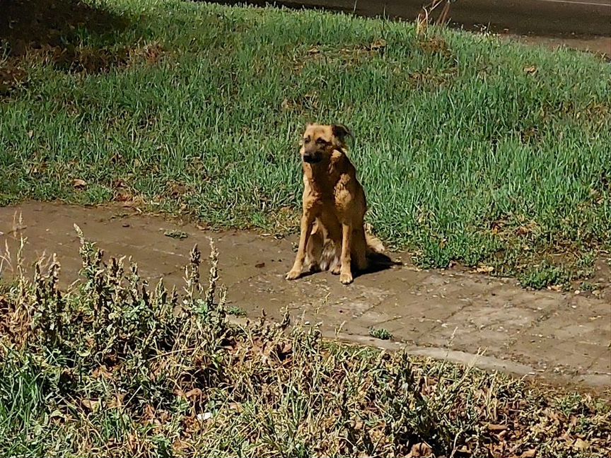 Собака в добрые руки