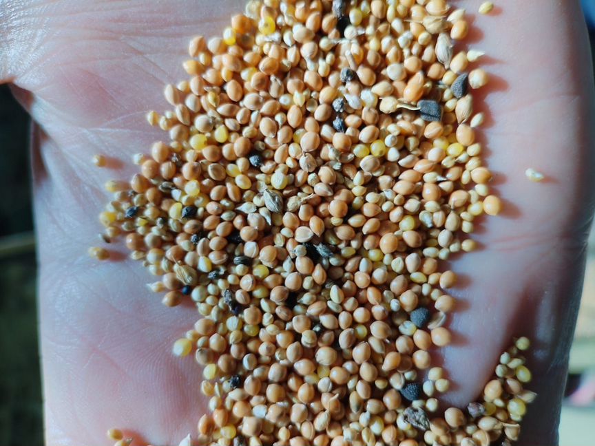 Чумиза и просо