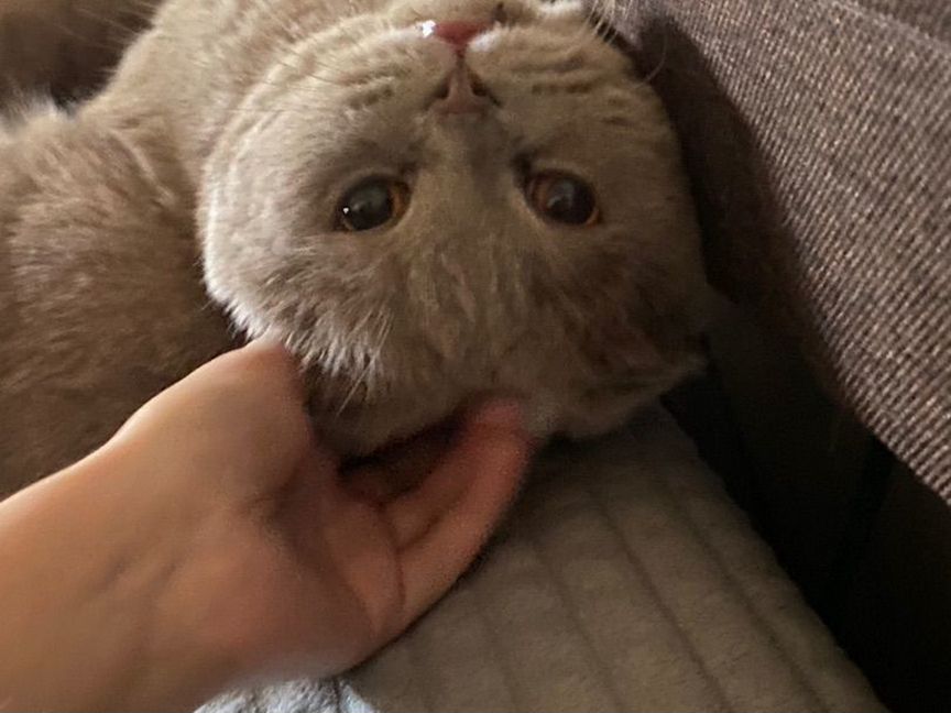 Шотландский кот на вязку