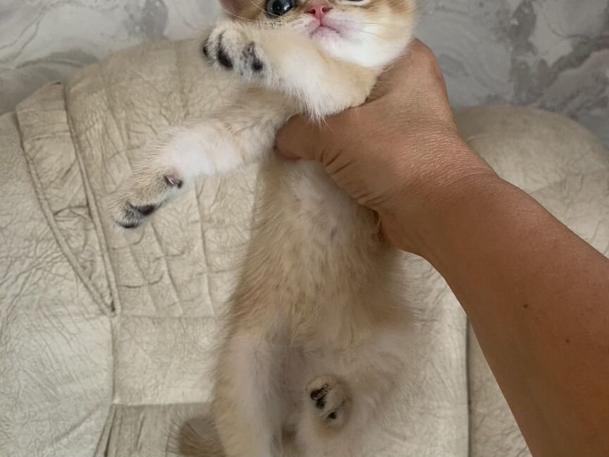 Кошки породистые