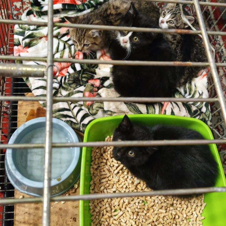 Котёнок в добрые руки