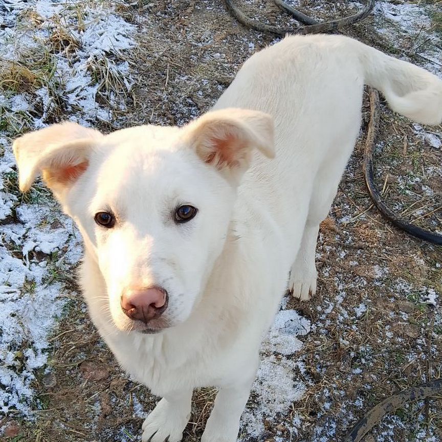 Щенок в добрые руки