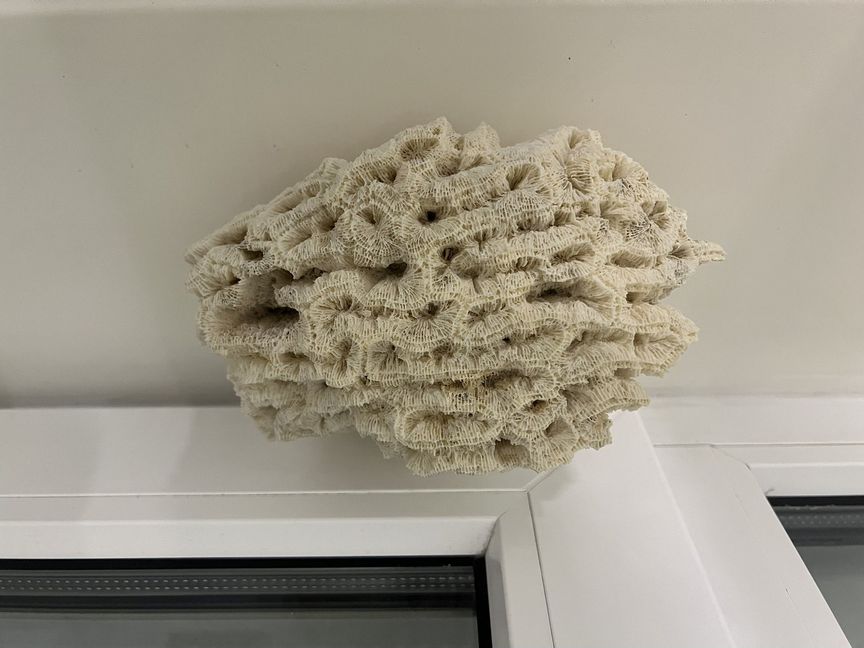 Коралл натуральный природный