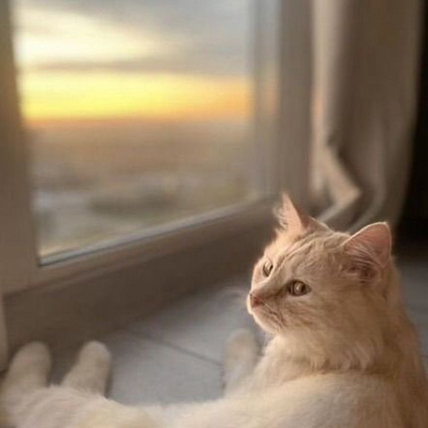 Кот бобтейл