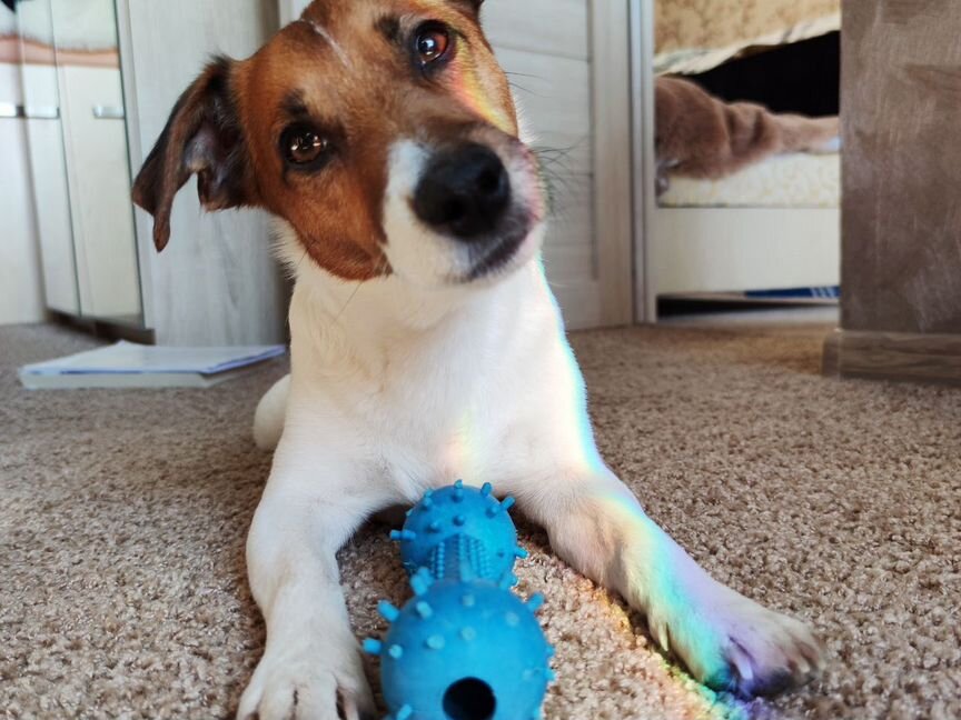 Ищем невесту,вязка кобель