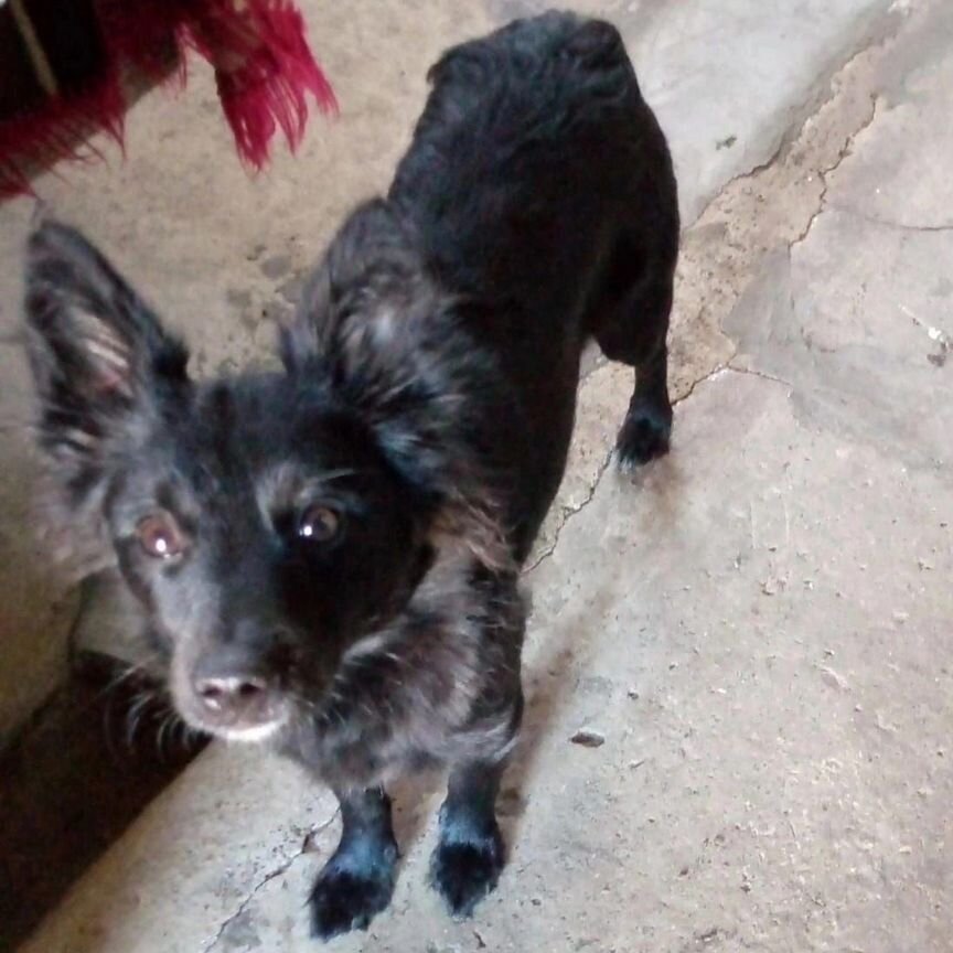 Ищу хозяина для собачки