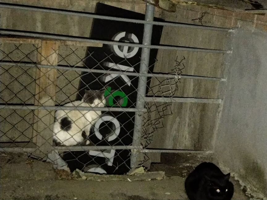 Кот замерзает на смерть спасите
