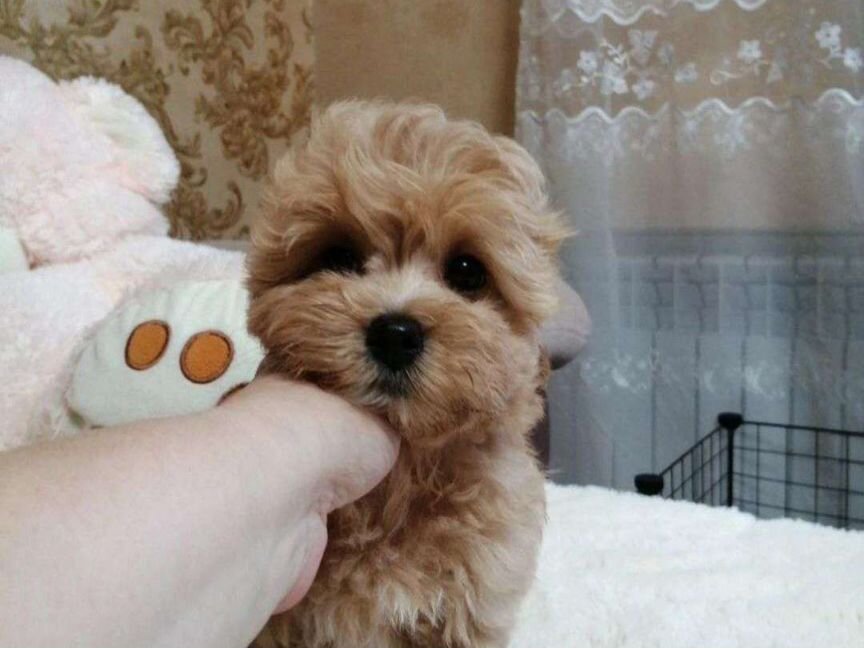 Щенки Мультипу