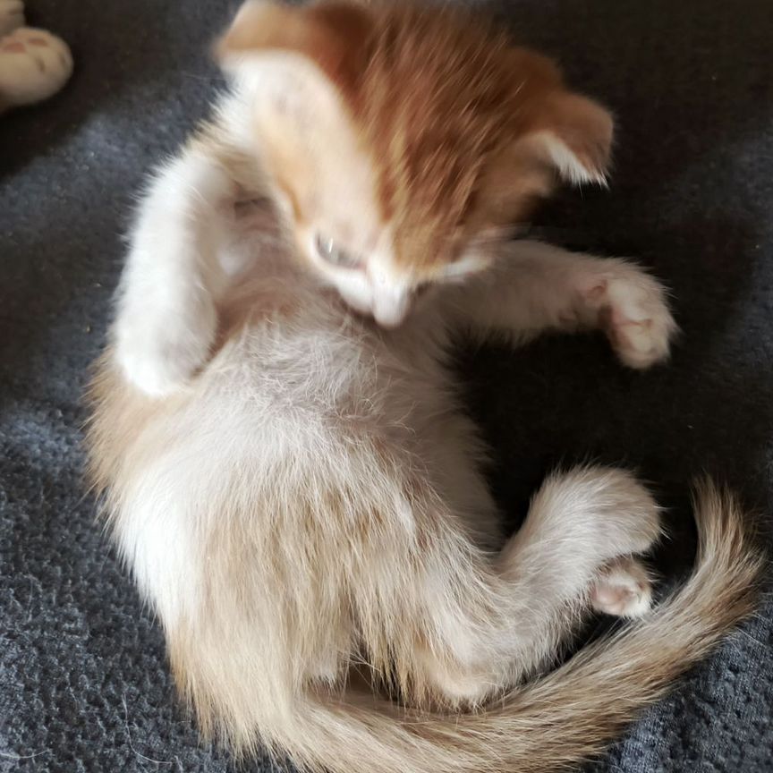 Шотландский вислоухий короткошёрстный котёнок