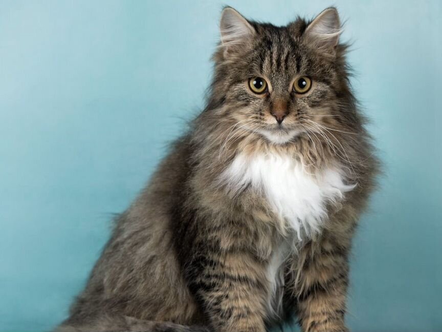 Ласковый котенок в поисках дома