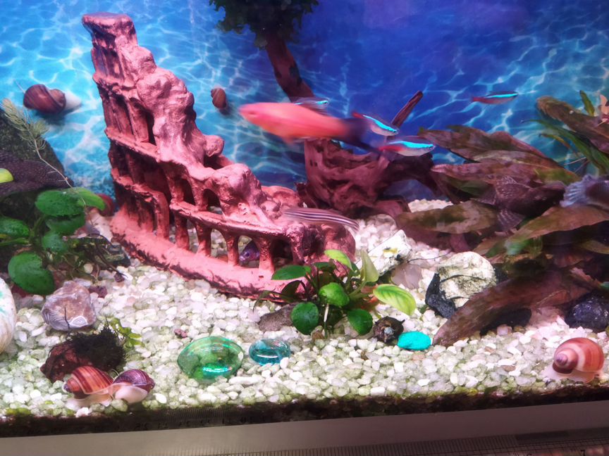 Улитки ампулярии