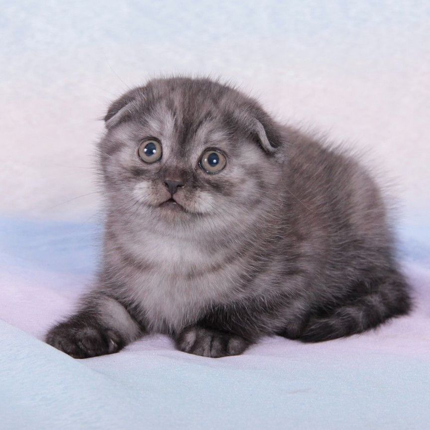 Вислоухие котята