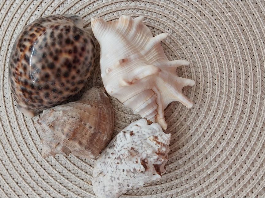 Морские ракушки раковины большие