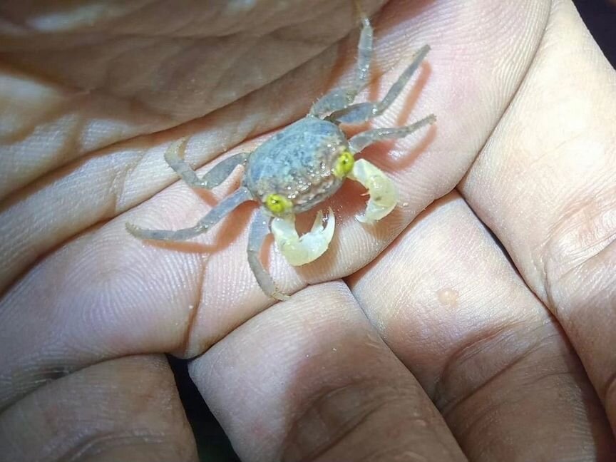 Крабы Geosesarma sp. Gk - 002