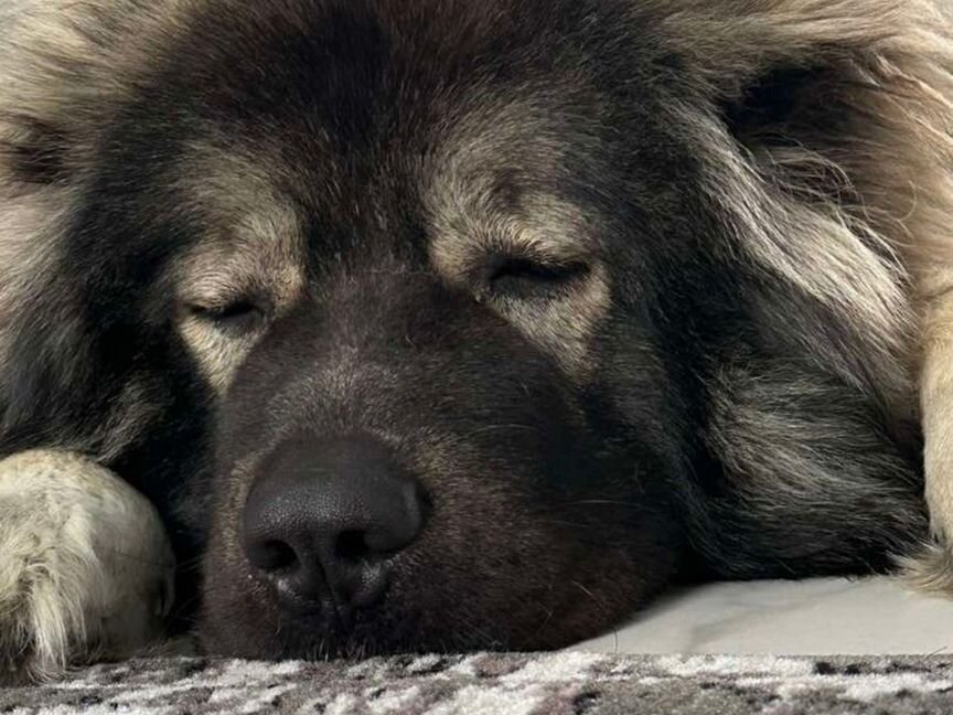 Вязка кавказская овчарка