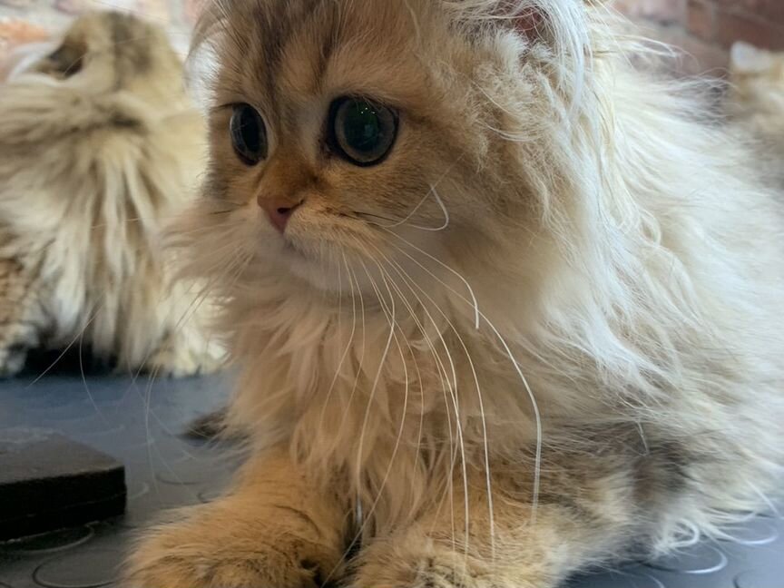 Шотландские золотые котята шиншилла