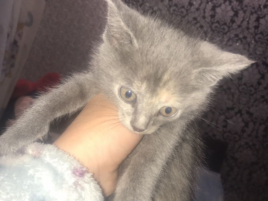 Котята цена 200, Скотиш филд и Скотиш Страйт
