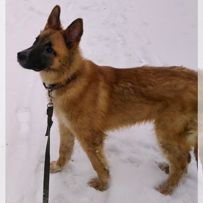 Отдам щенка мальчика Жорика