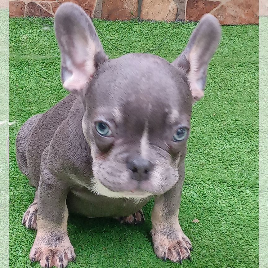 Малыш в светло голубом окрасе 3 мес