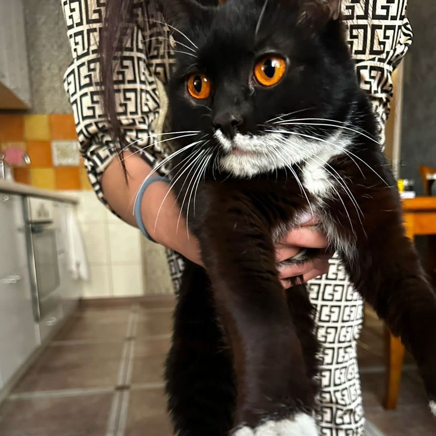 Кот молодой