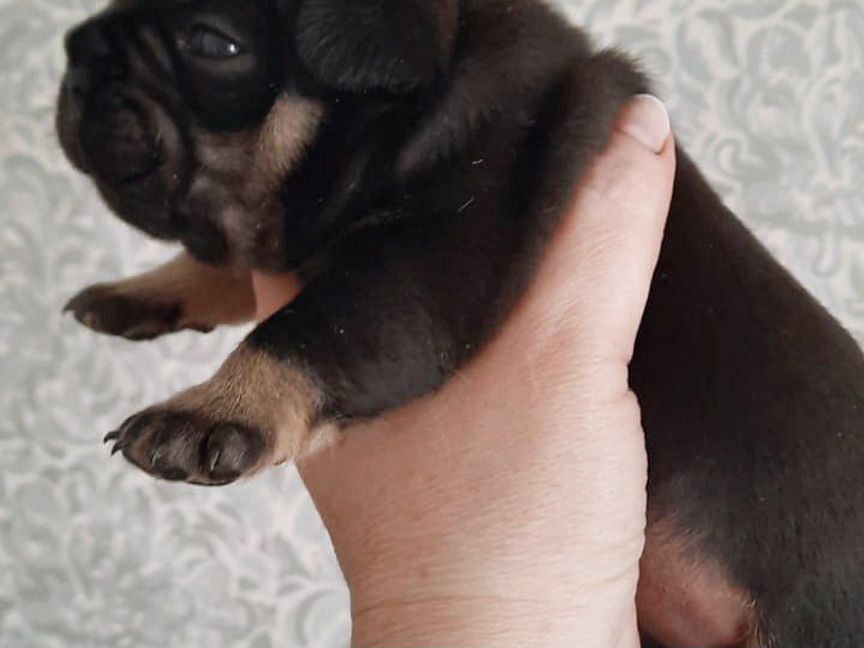 Мальчик булочка