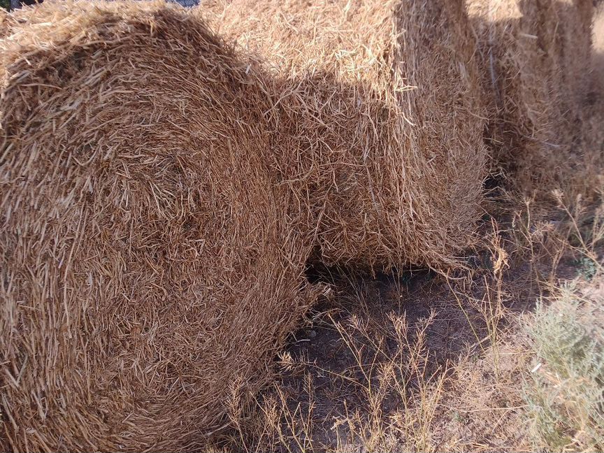 Гороховая солома