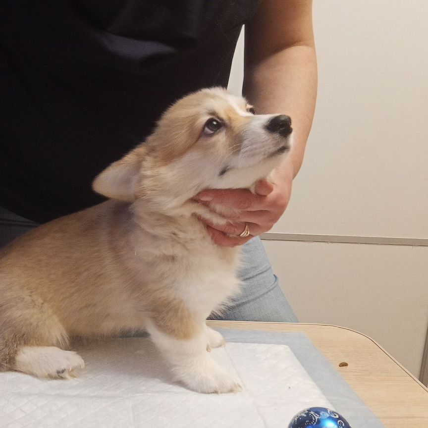 Вельш корги пемброк-от чемпионов родителей