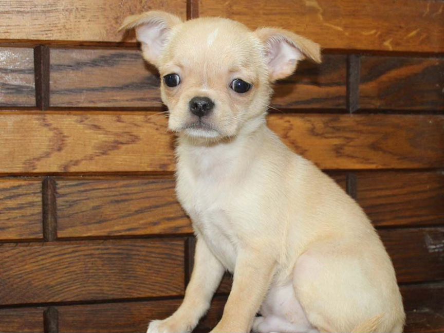 Мальчик чих крем