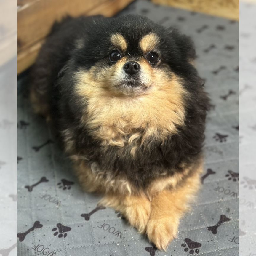 Померанский шпиц, взрослая собака