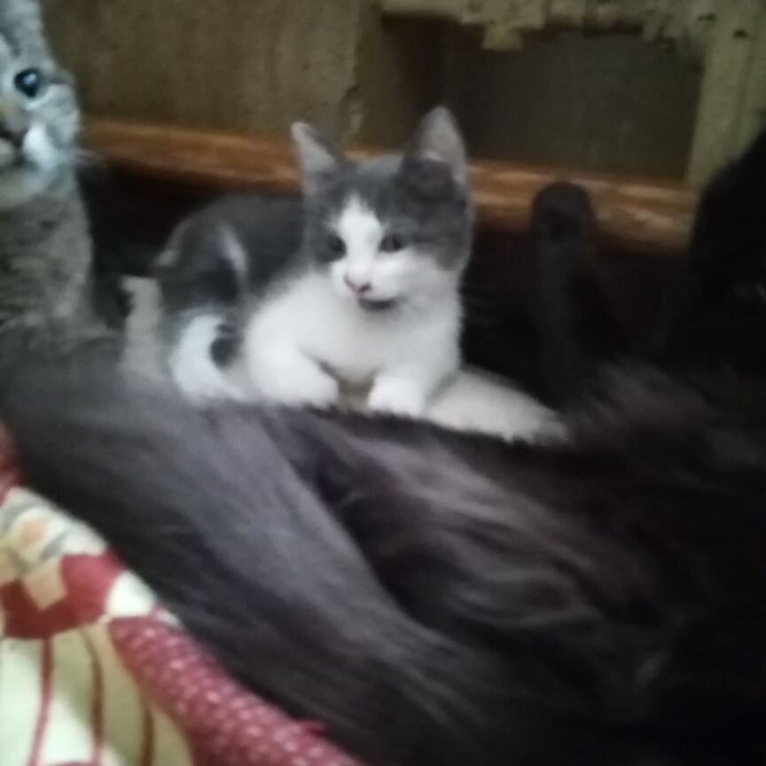 Котята в добрые руки