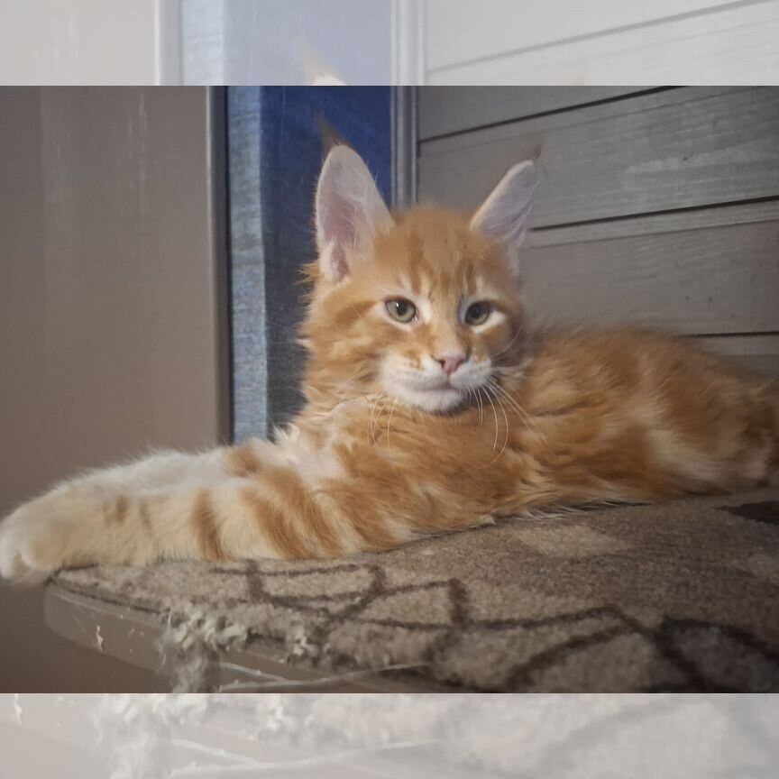 Рыжий котенок мальчик мейн-кун