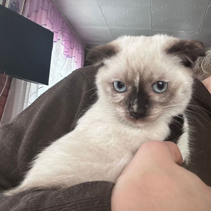 Вислоухие кошечки