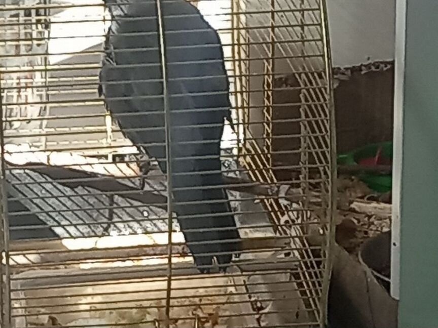 Галка птица