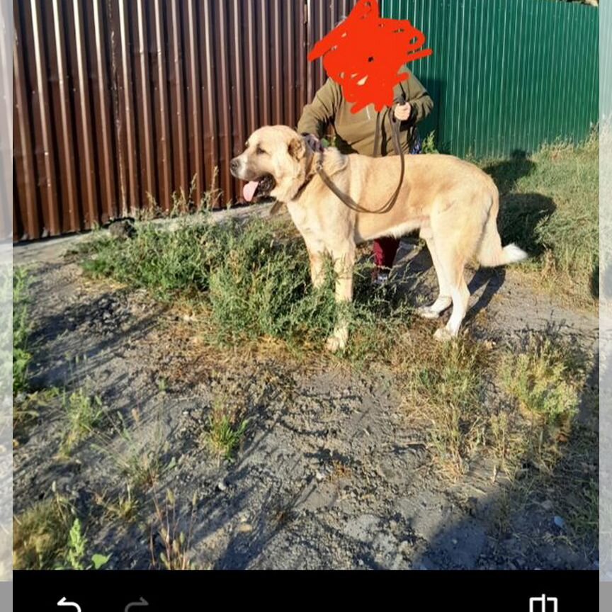 Вязка кавказский волкодав