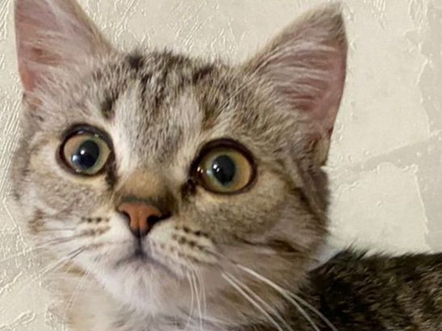 Котенок до 2 мес возраст