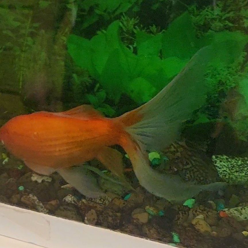 Золотая рыбка комета