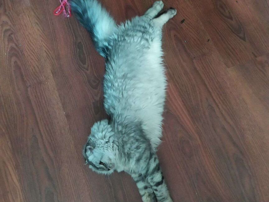 Шотландский кот вязка