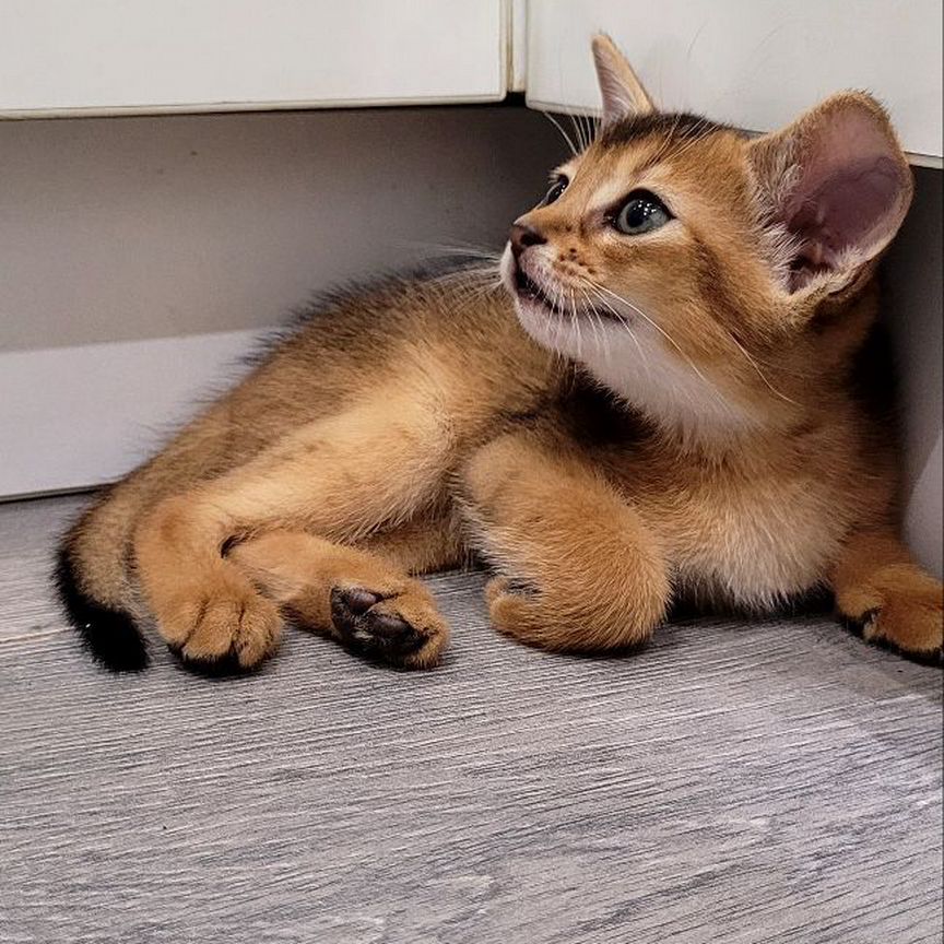 Абиссинские котята