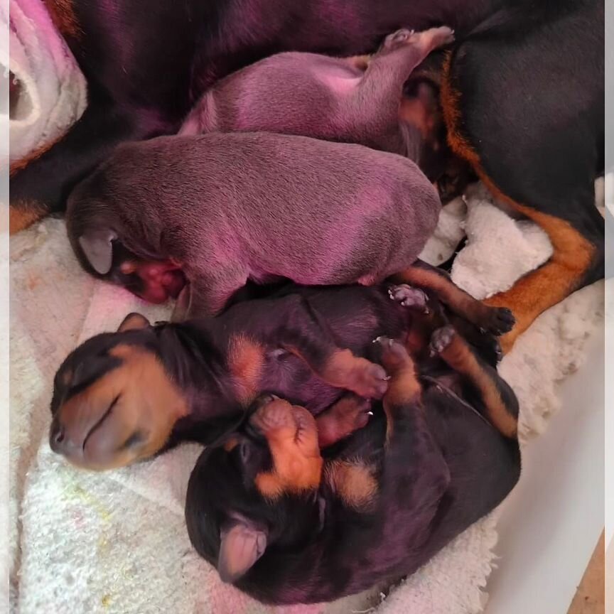 Щенки цвергпинчера